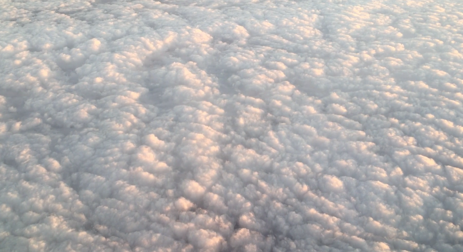 ROSIE'S RAMONA — Wasted Talent Magazine