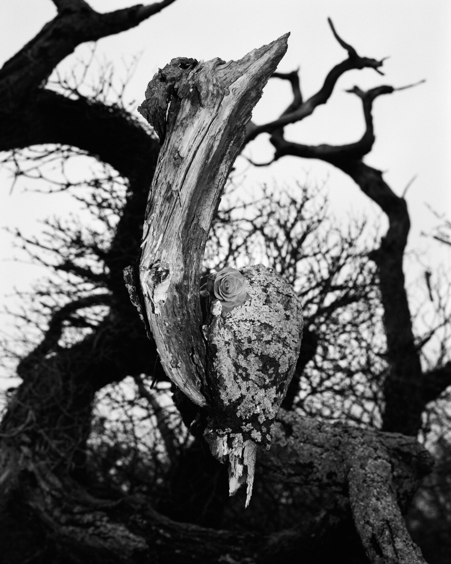 Violet Shoulders — Wasted Talent Magazine